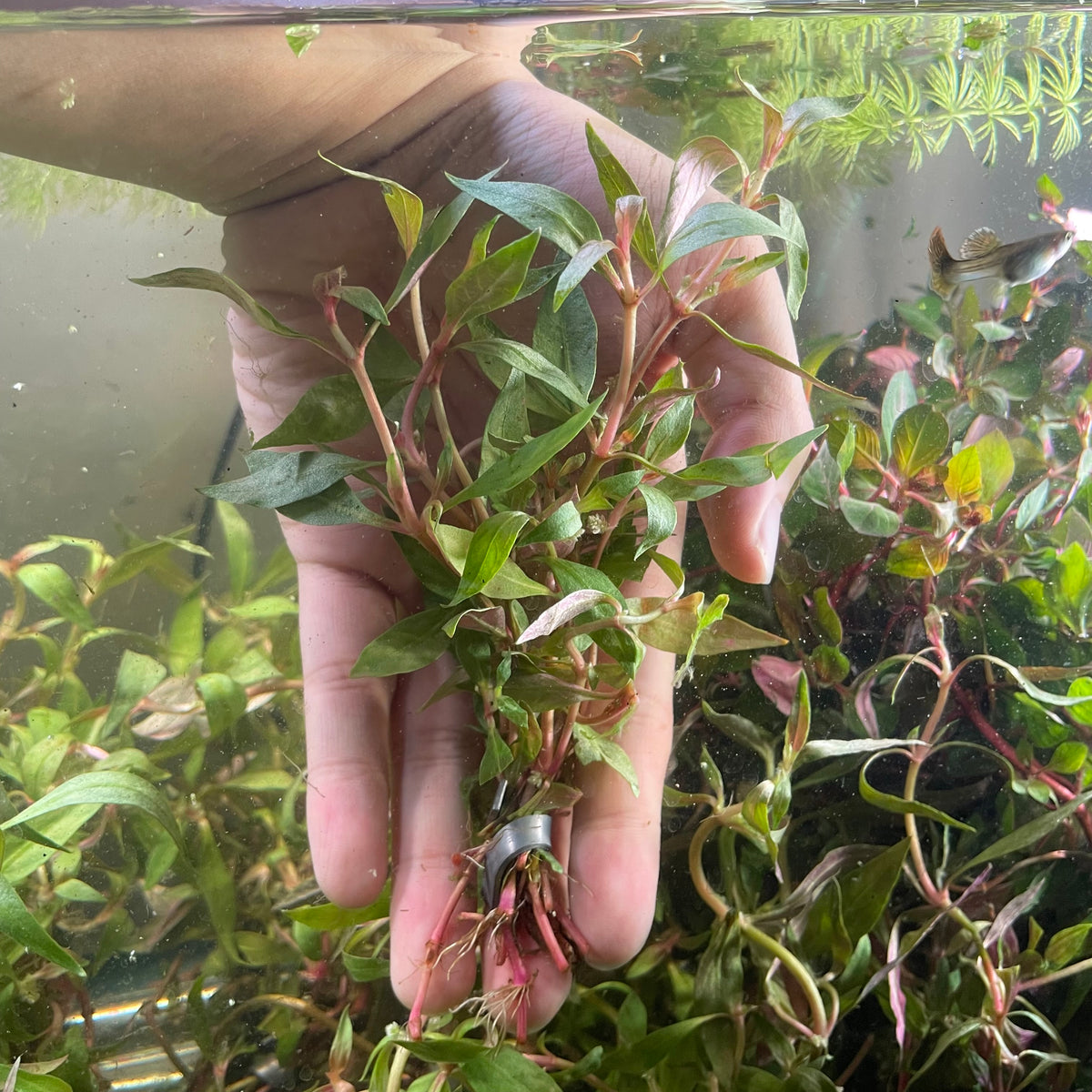 Temple Scarlet – Betta Squad USA, LLC.