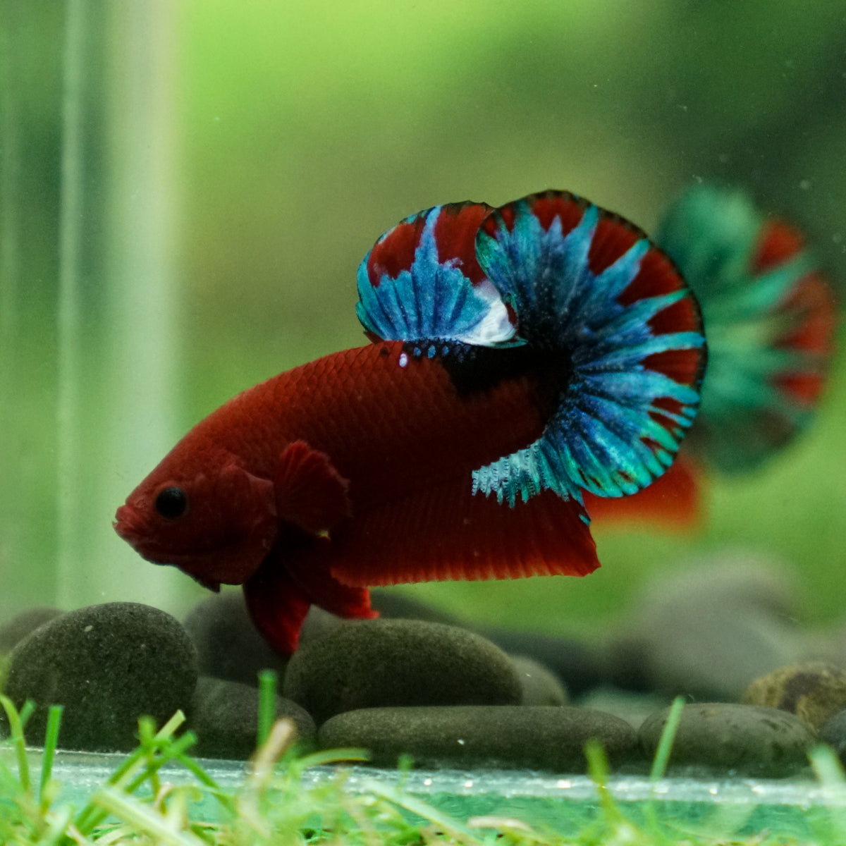 Red Fancy Plakat -13 weeks Old – Betta Squad USA, LLC.