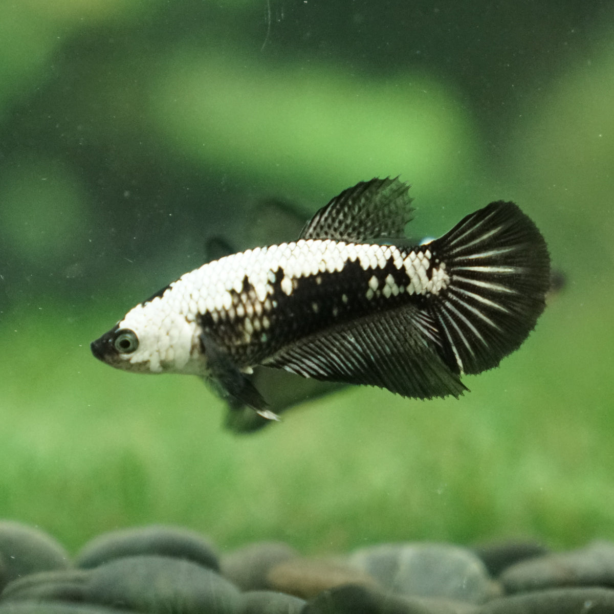 Samurai Halfmoon - Female – Betta Squad USA, LLC.
