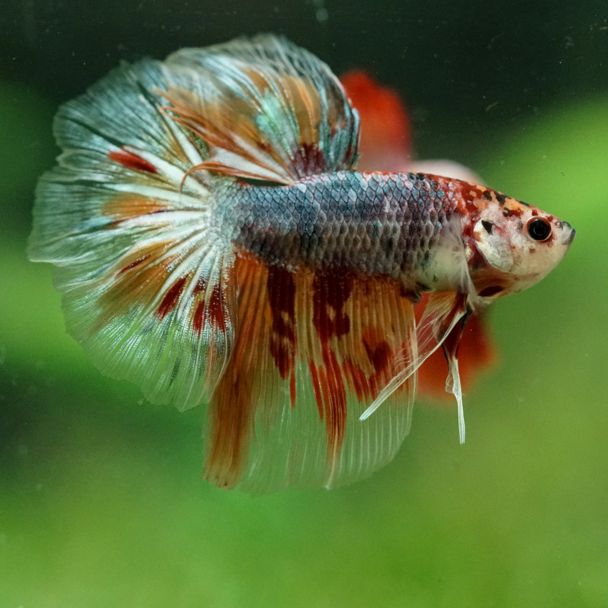 Galaxy/Candy Koi Halfmoon - 11 weeks old – Betta Squad USA, LLC.