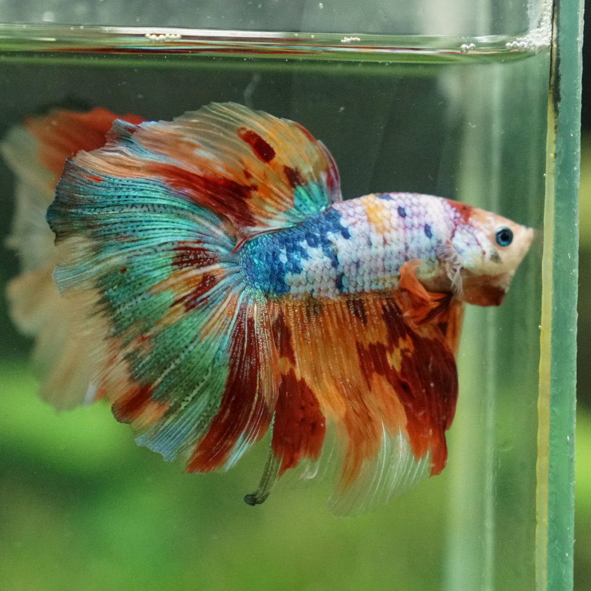 Galaxy/Candy Koi Halfmoon - 13 weeks old – Betta Squad USA, LLC.