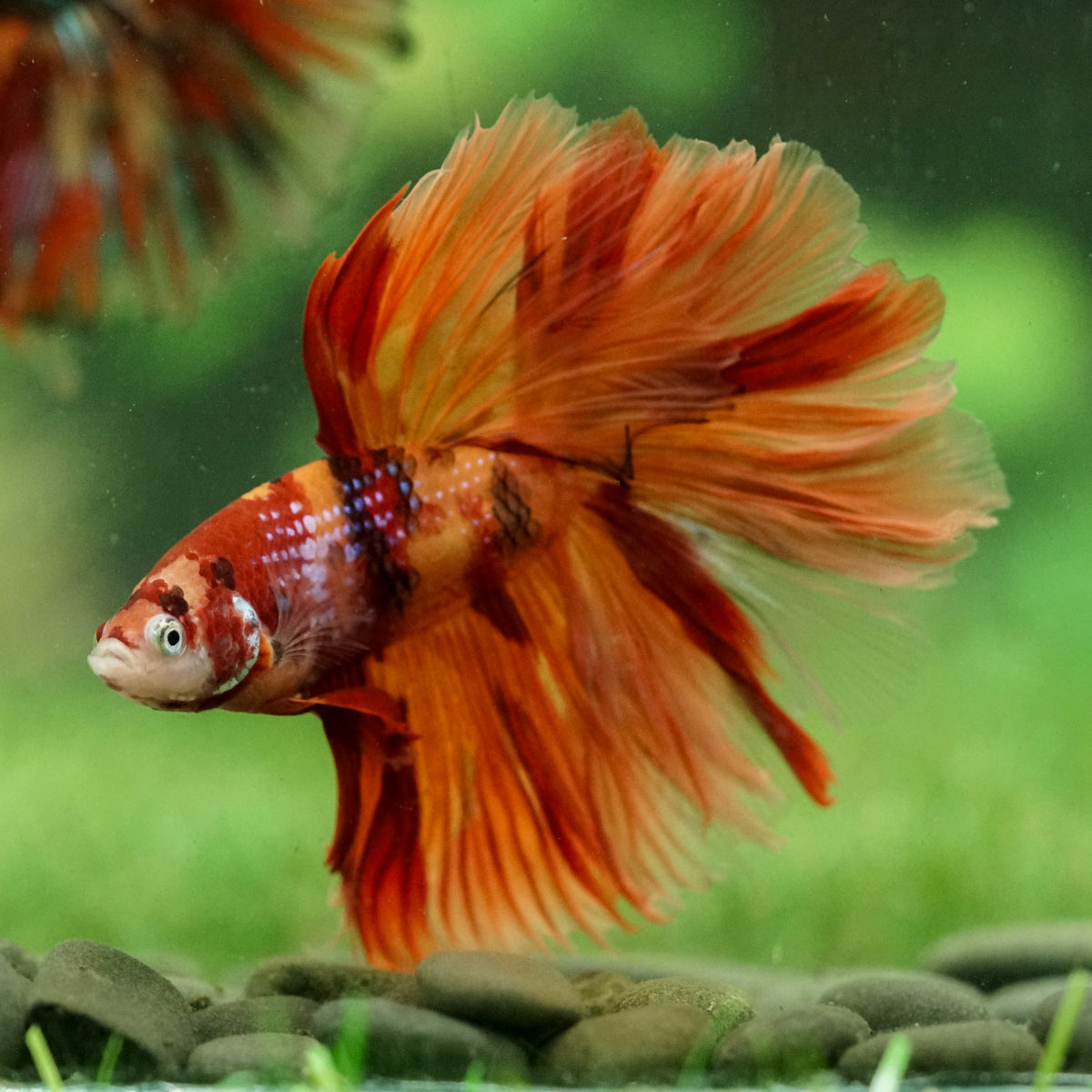 Galaxy/Candy Koi Halfmoon - 13 weeks old – Betta Squad USA, LLC.