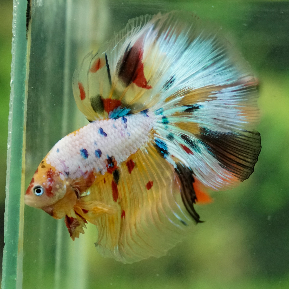 Galaxy/Candy Koi Halfmoon - 13 weeks old – Betta Squad USA, LLC.