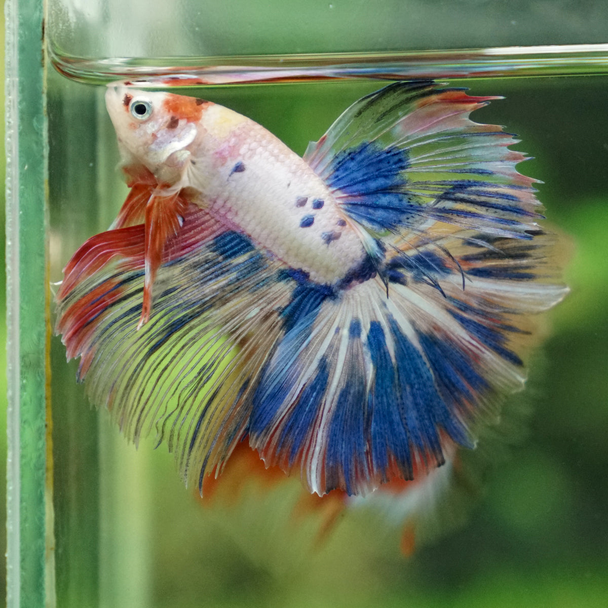 Galaxy/Candy Koi Halfmoon - 13 weeks old – Betta Squad USA, LLC.