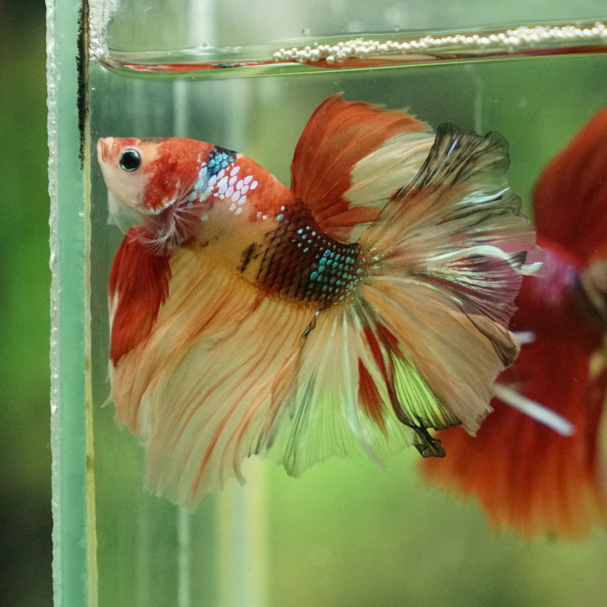 Galaxy/Candy Koi Halfmoon - 13 weeks old – Betta Squad USA, LLC.