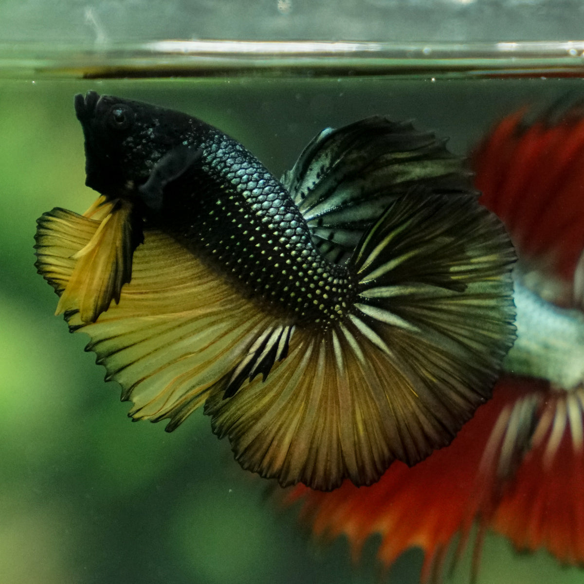 Copper Halfmoon - 10 weeks old – Betta Squad USA, LLC.