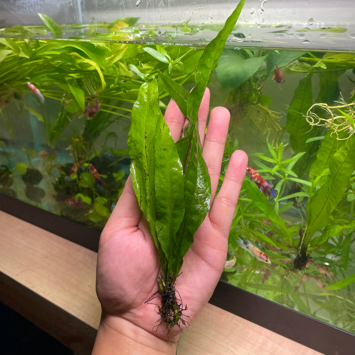 Java Fern – Betta Squad USA, LLC.