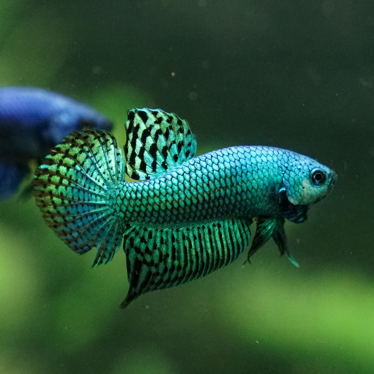 Alien Betta Plakat -11 weeks Old – Betta Squad USA, LLC.