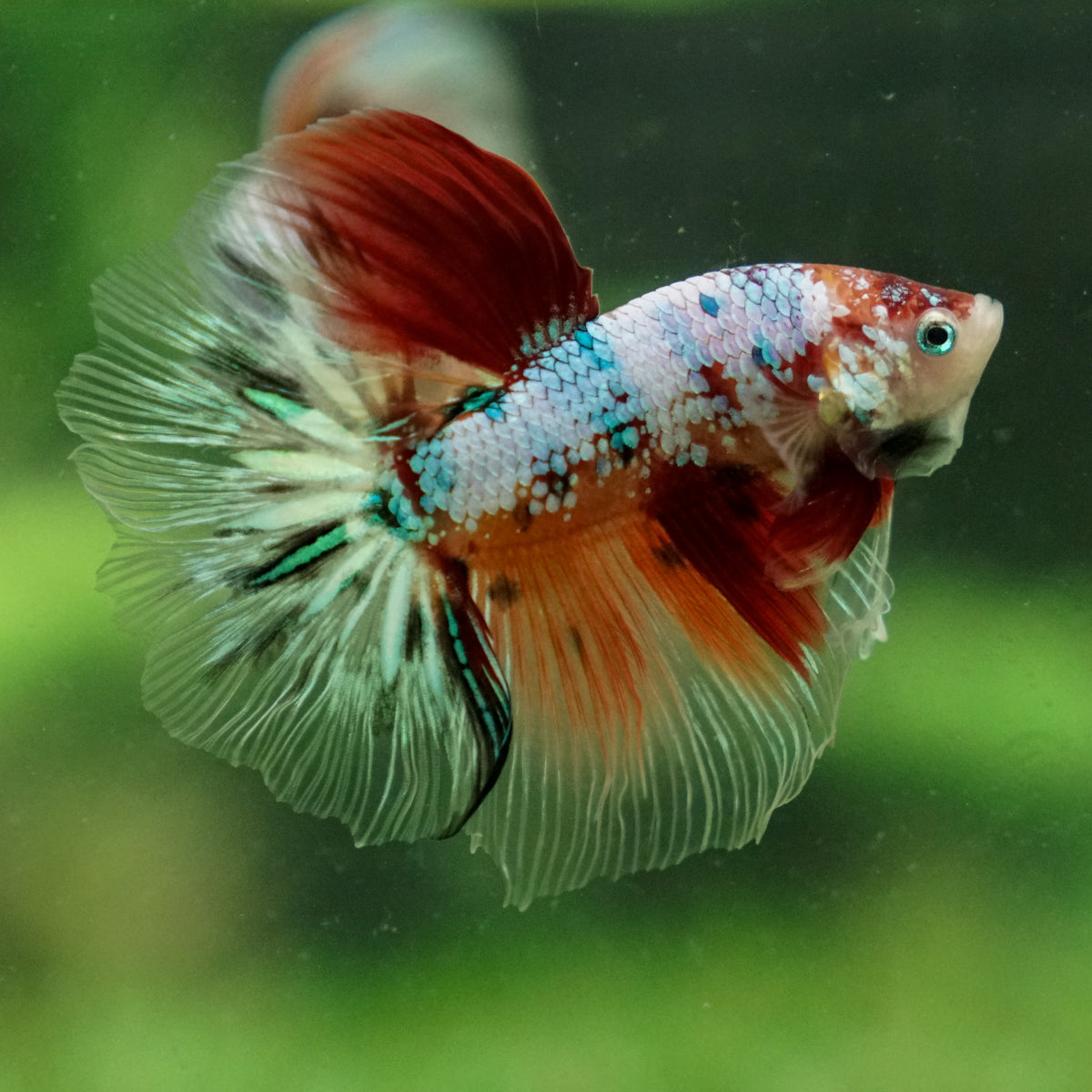 Galaxy/Candy Koi Halfmoon - 13 weeks old – Betta Squad USA, LLC.