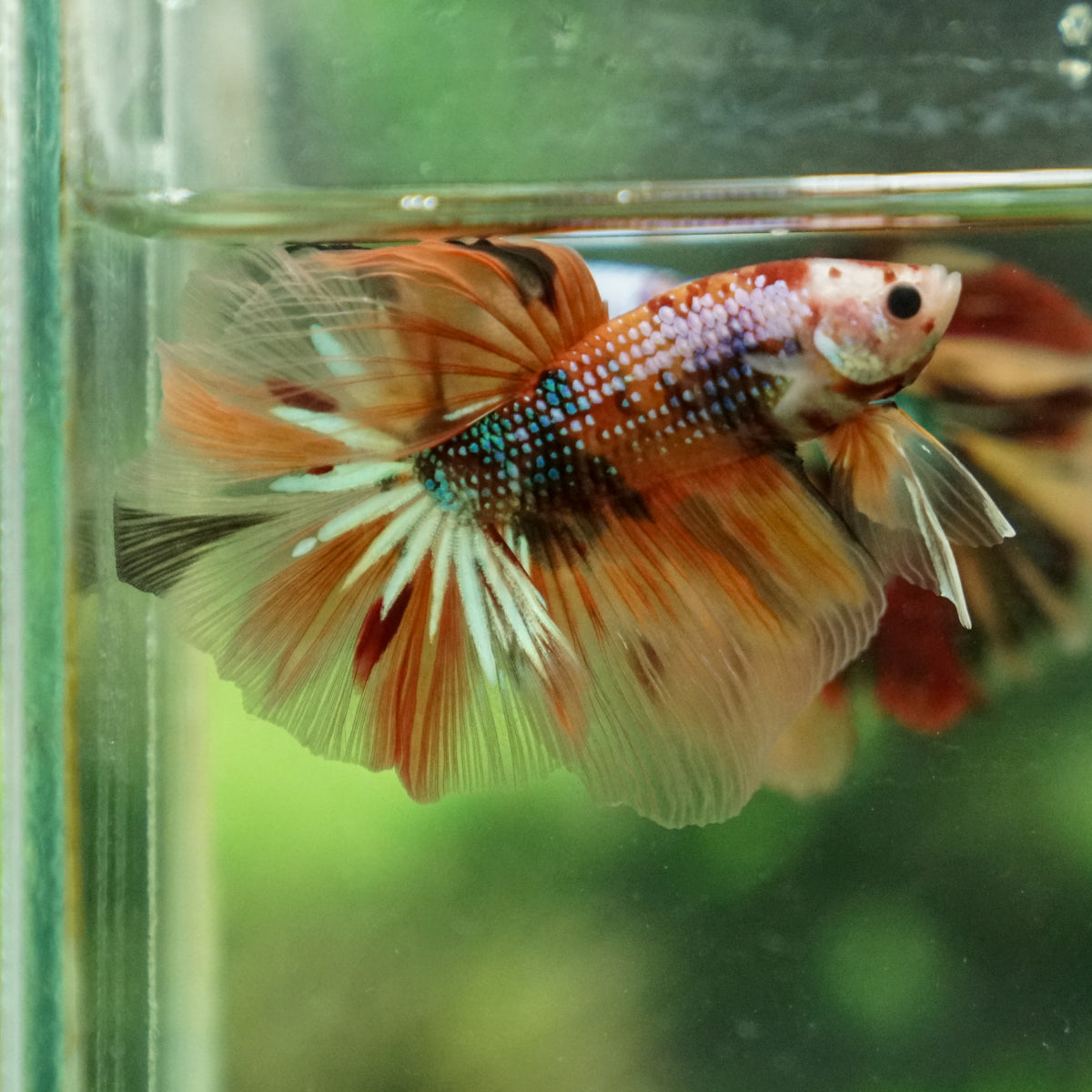 Galaxy/Candy Koi Halfmoon - 11 weeks old – Betta Squad USA, LLC.