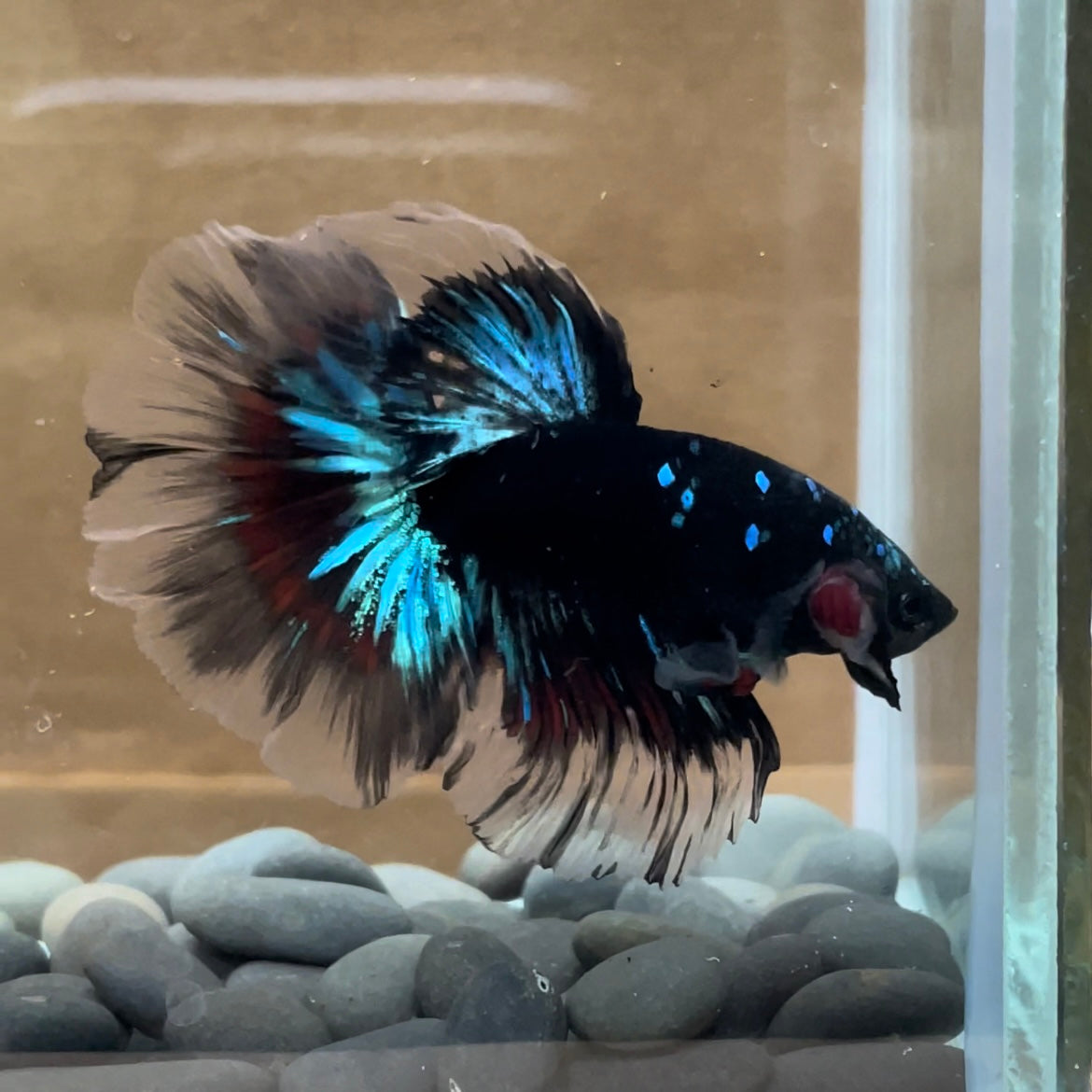 Coper Halfmoon, Avatar Halfmoon male and avatar female - Customer’s re ...