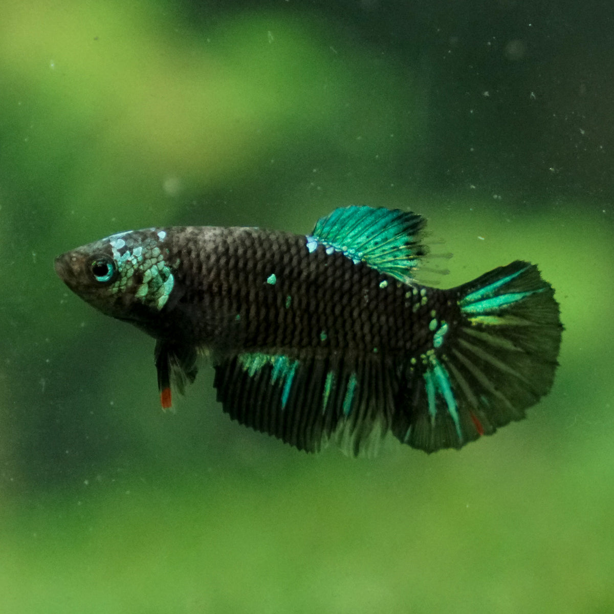 Black Galaxy Koi (Avatar) Halfmoon - Female- 13 Weeks Old – Betta Squad ...