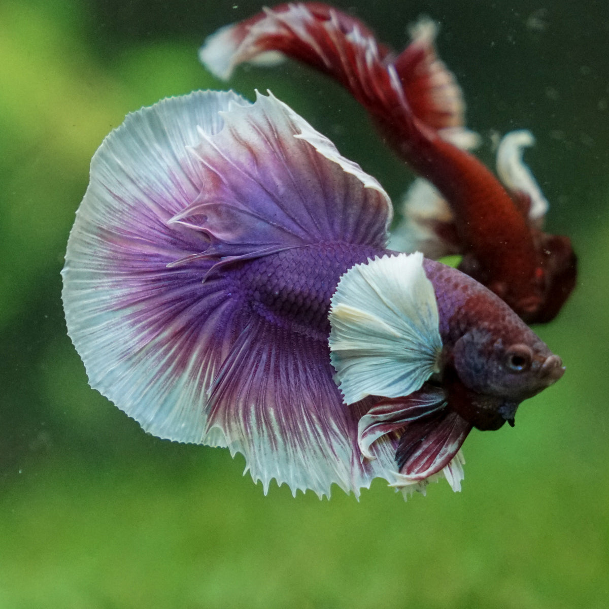 Dumbo Halfmoon - 13 weeks old – Betta Squad USA, LLC.