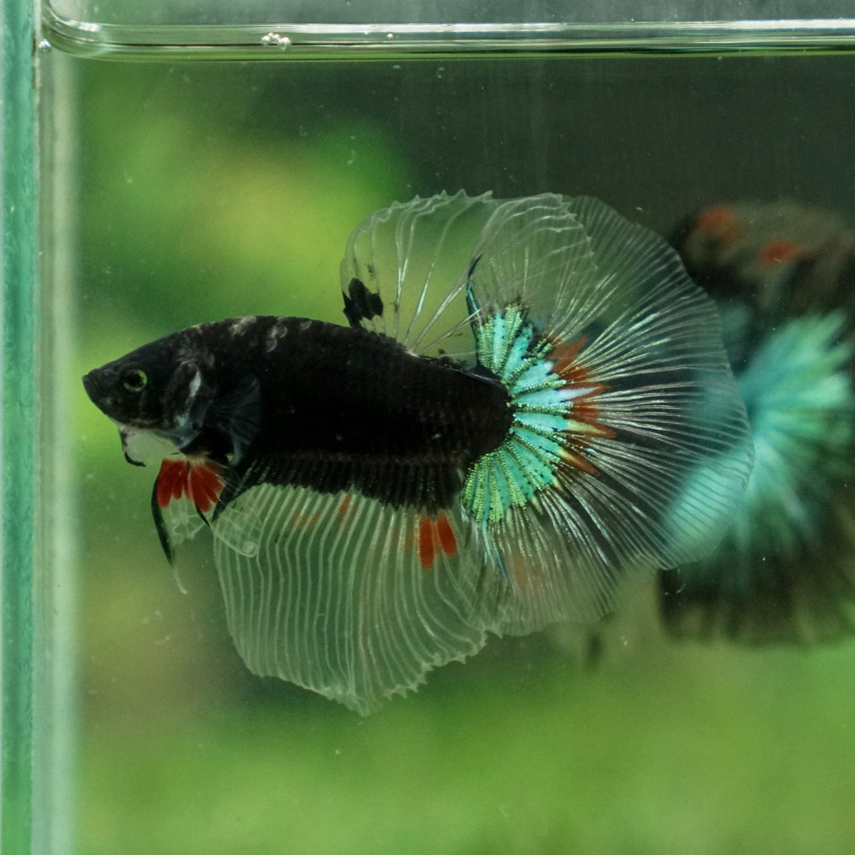 Black Galaxy Koi (Avatar) Halfmoon - 14 weeks old – Betta Squad USA, LLC.
