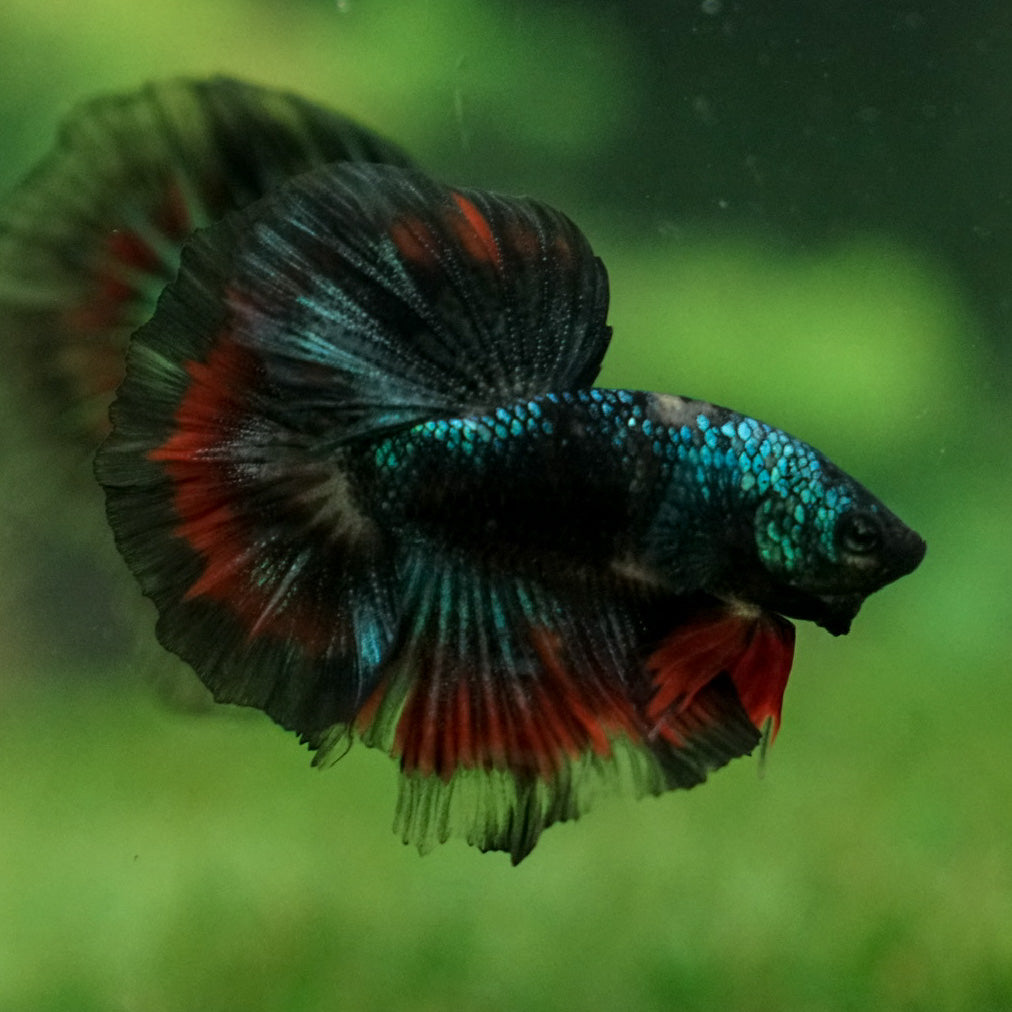 Black Galaxy (Avatar) Halfmoon - 14 weeks old – Betta Squad USA, LLC.