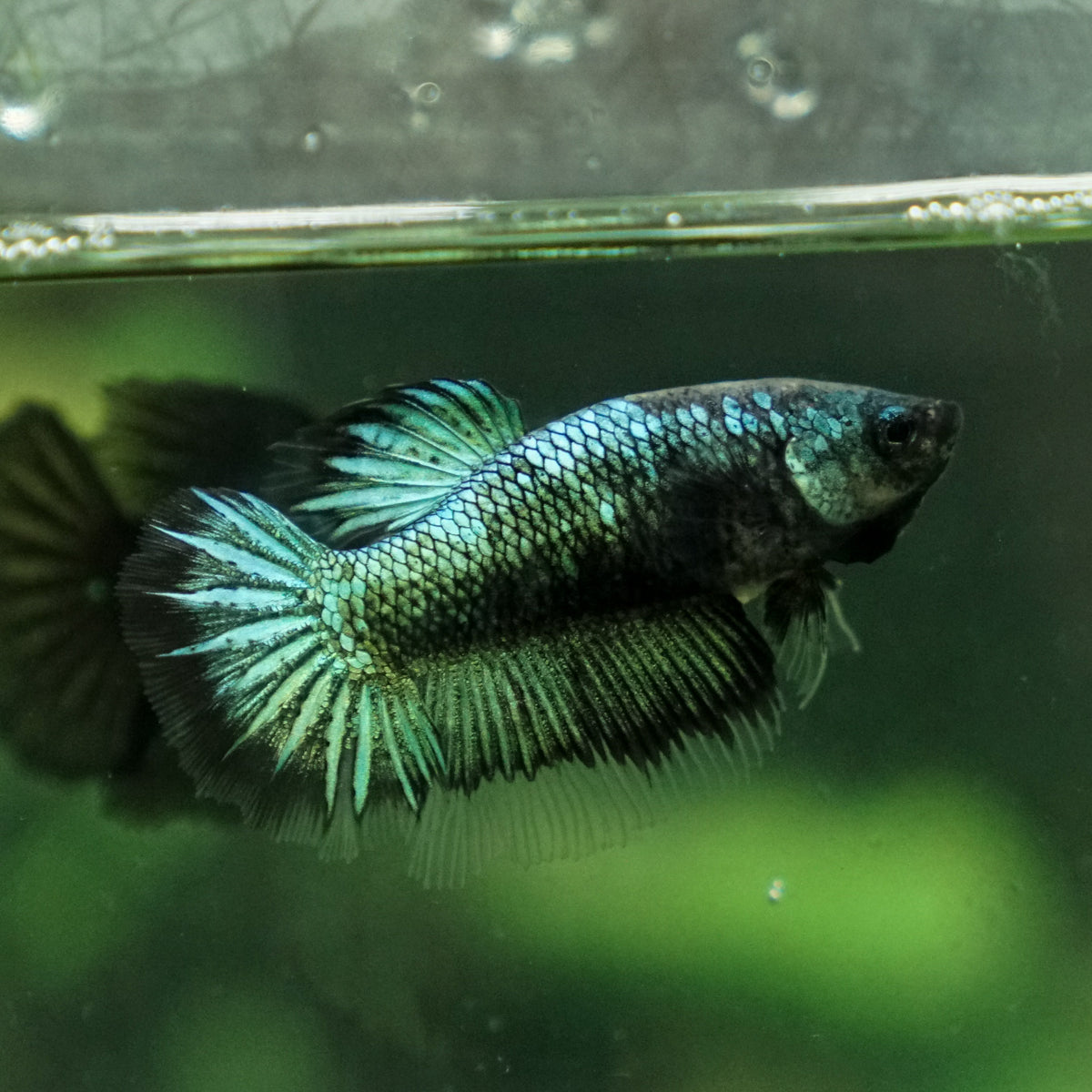 Black Galaxy Koi (Avatar) Halfmoon - Female- 13 Weeks Old – Betta Squad ...