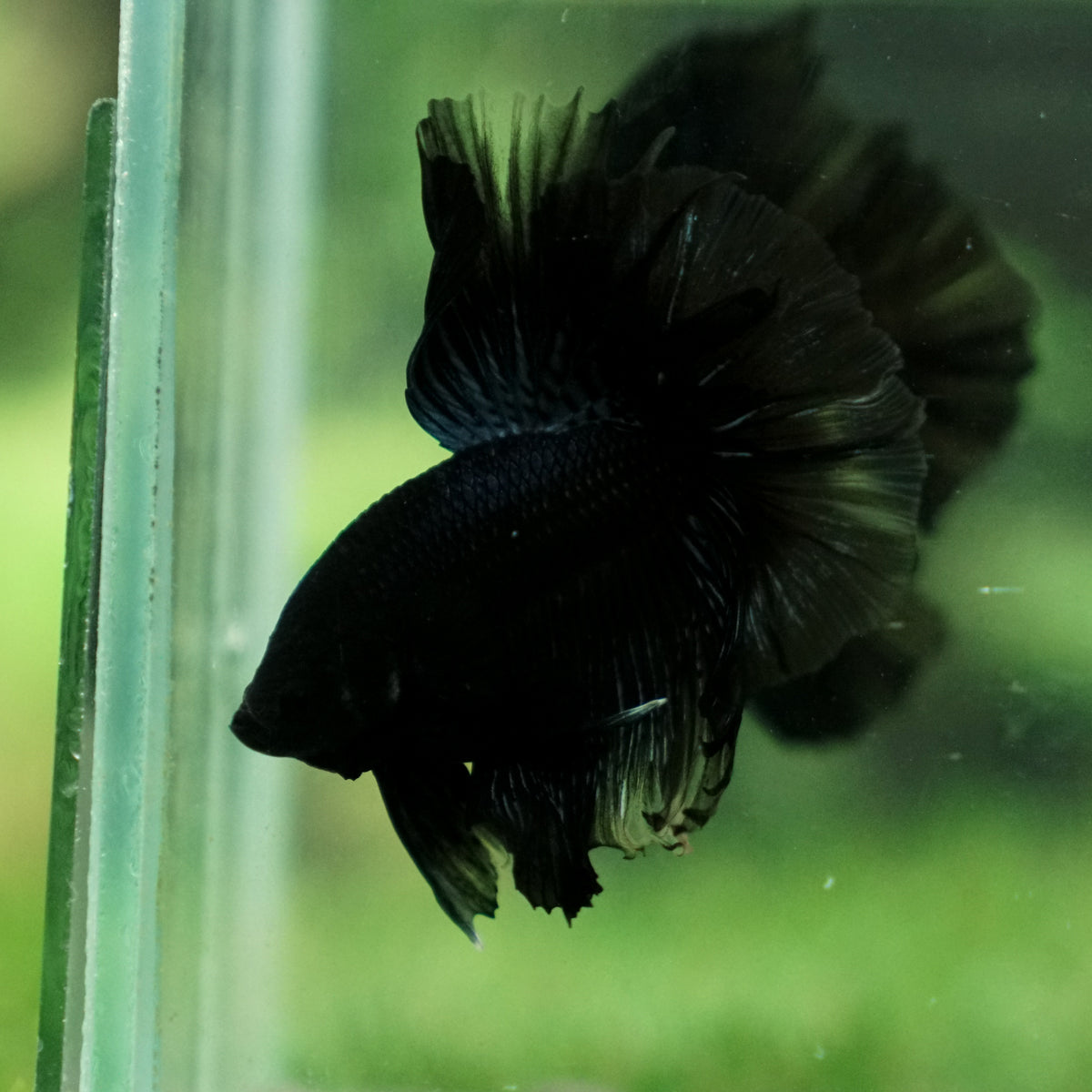 Halfmoon - 13 weeks old – Betta Squad USA, LLC.