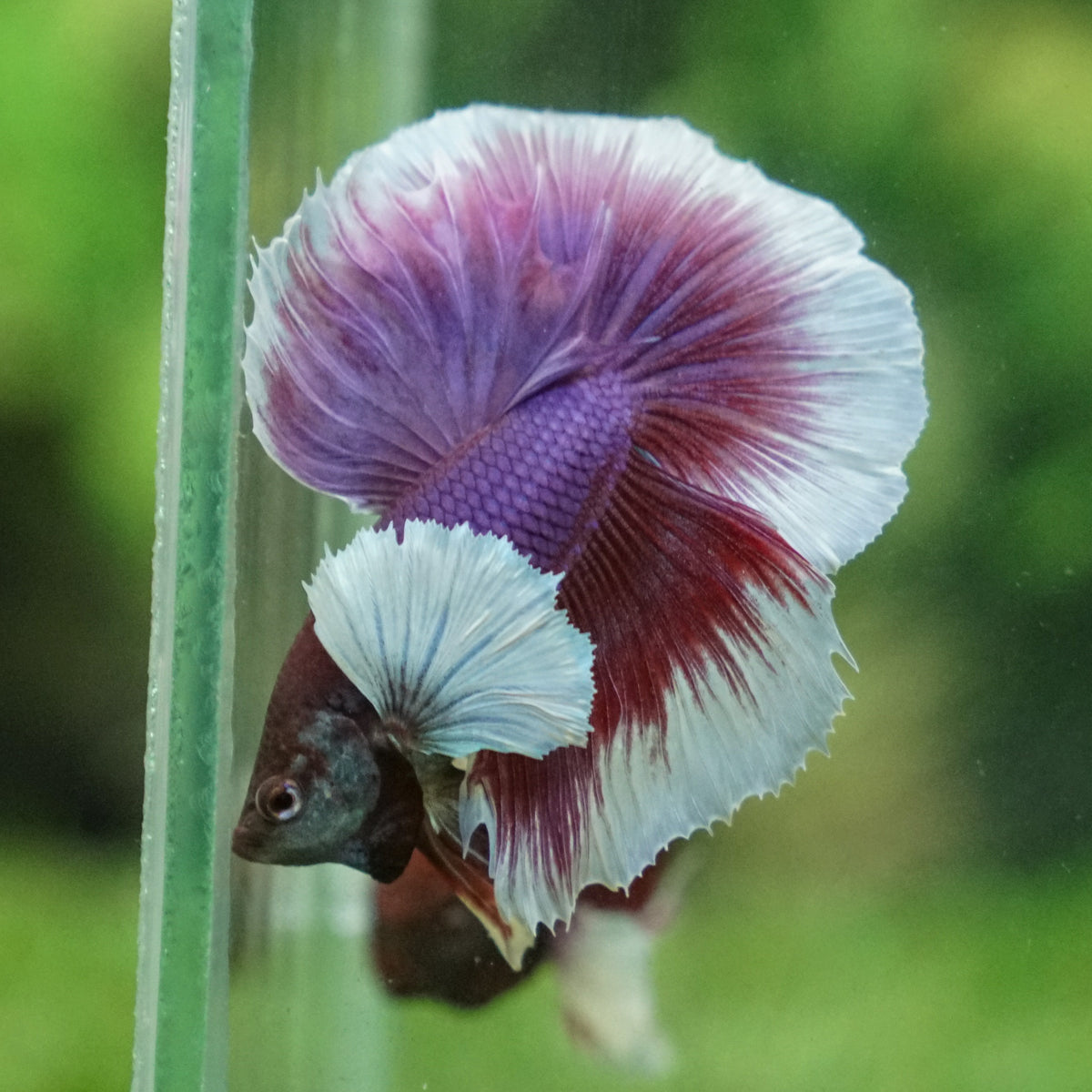 Dumbo Halfmoon - 13 weeks old – Betta Squad USA, LLC.