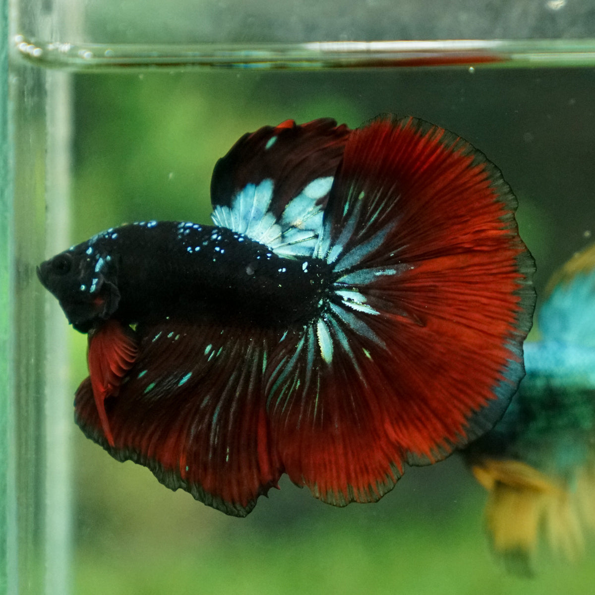 Black Galaxy Koi (Avatar) Halfmoon - 14 weeks old – Betta Squad USA, LLC.