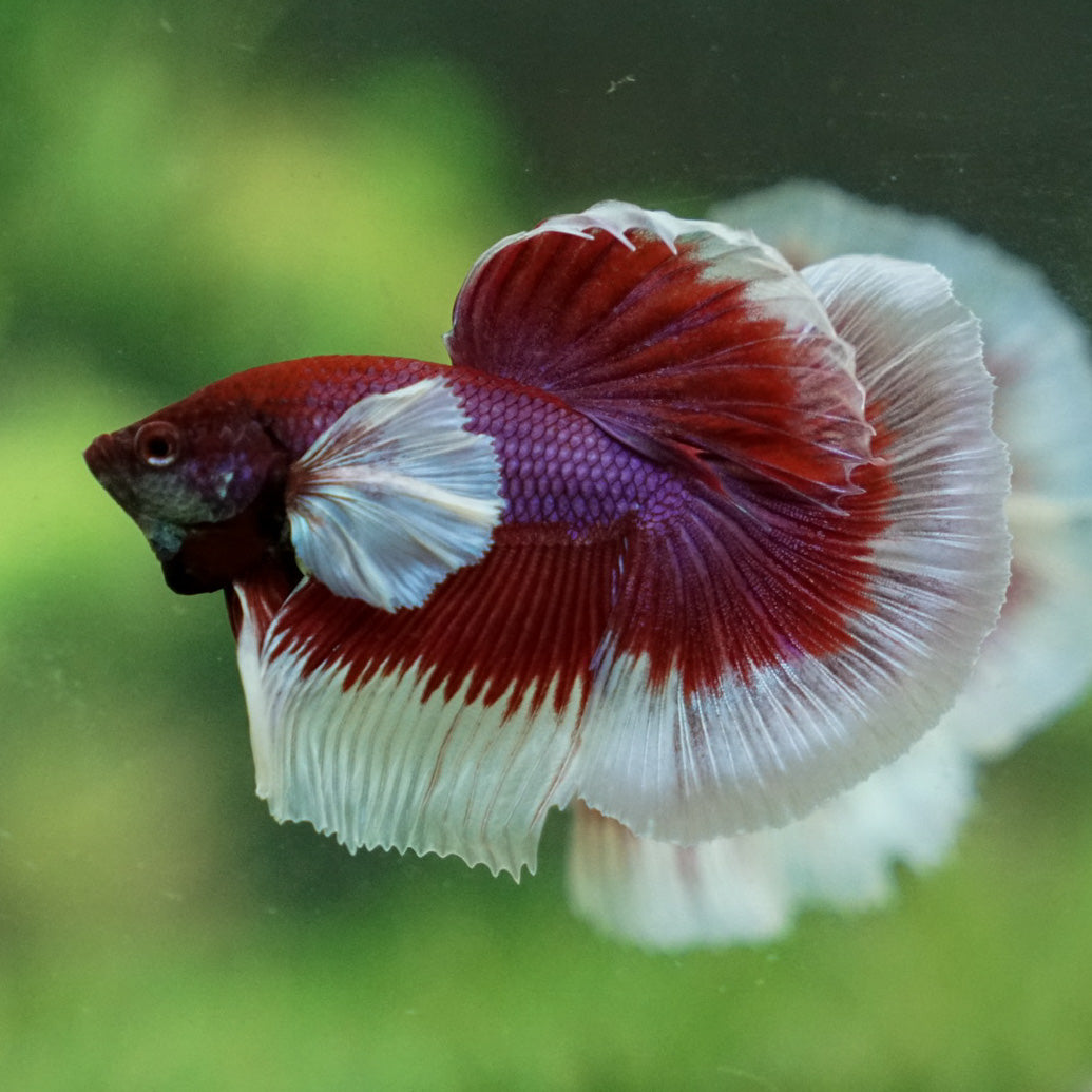 Dumbo Halfmoon - 13 weeks old – Betta Squad USA, LLC.