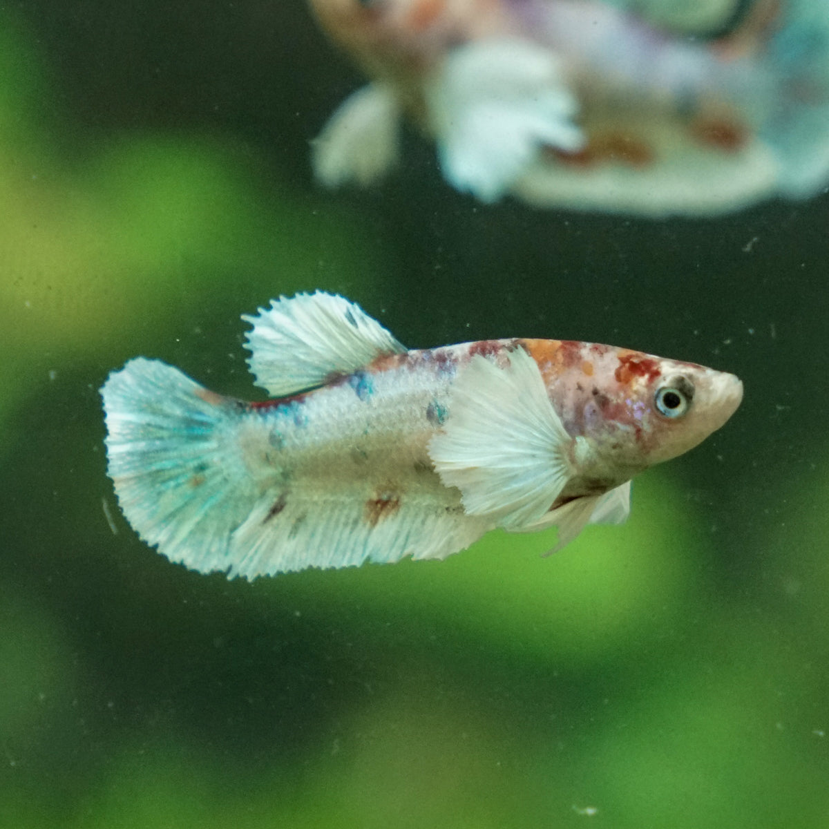 Candy Koi Plakat- Female- 9 Weeks Old – Betta Squad USA, LLC.