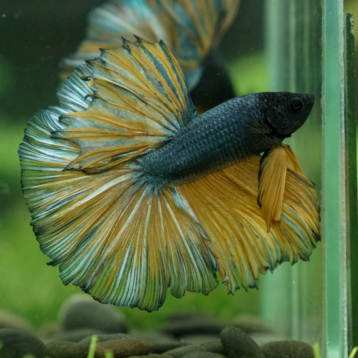 Halfmoon - 15 weeks old – Betta Squad USA, LLC.