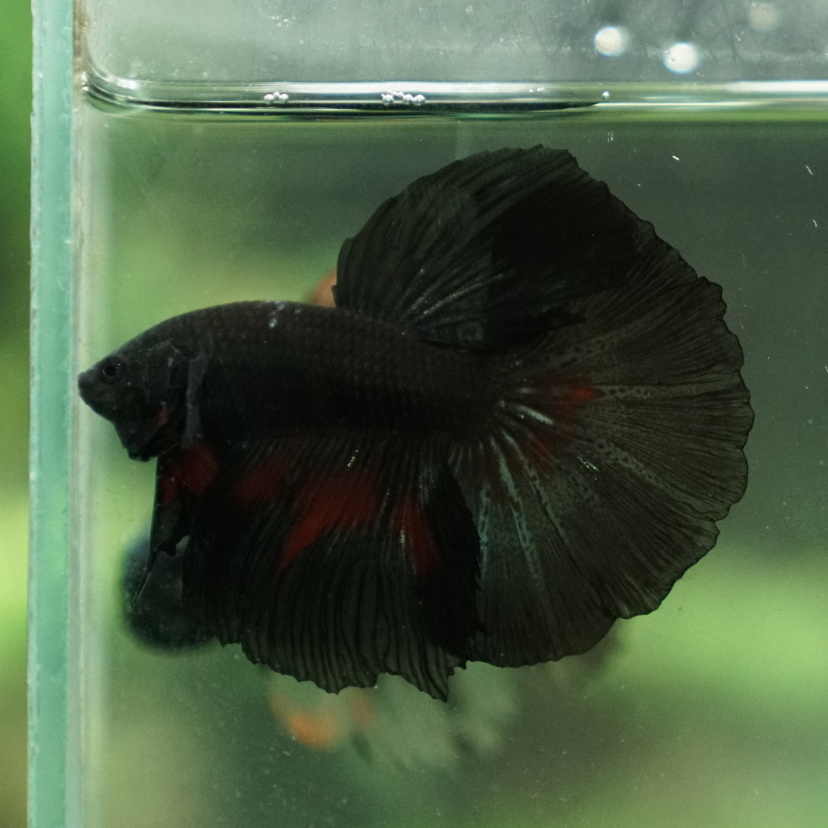 Black Galaxy Koi (Avatar) Halfmoon - 14 weeks old – Betta Squad USA, LLC.