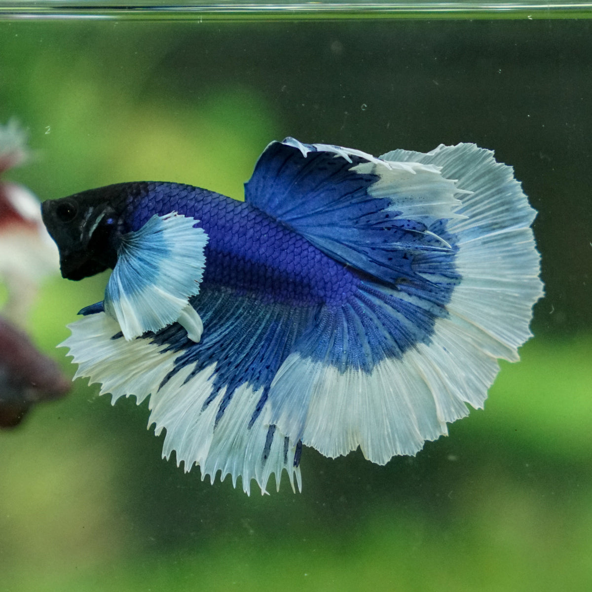 Dumbo Halfmoon - 13 weeks old – Betta Squad USA, LLC.
