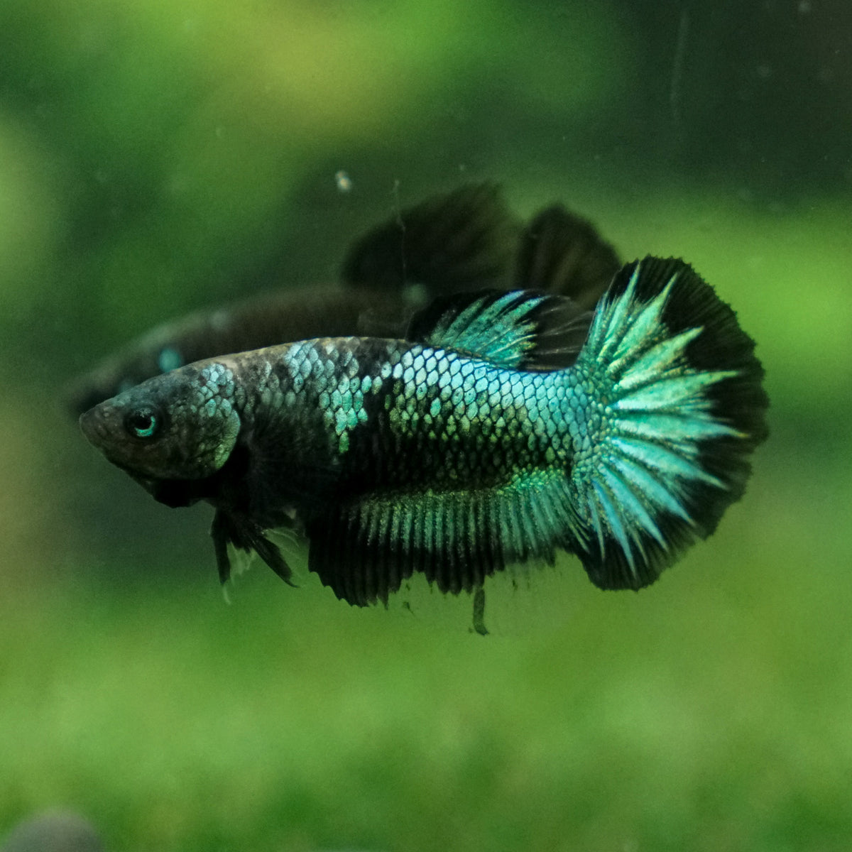 Black Galaxy Koi (Avatar) Halfmoon - Female- 13 Weeks Old – Betta Squad ...