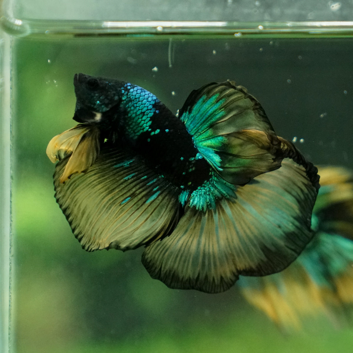 Black Galaxy Koi (Avatar) Halfmoon - 14 weeks old – Betta Squad USA, LLC.