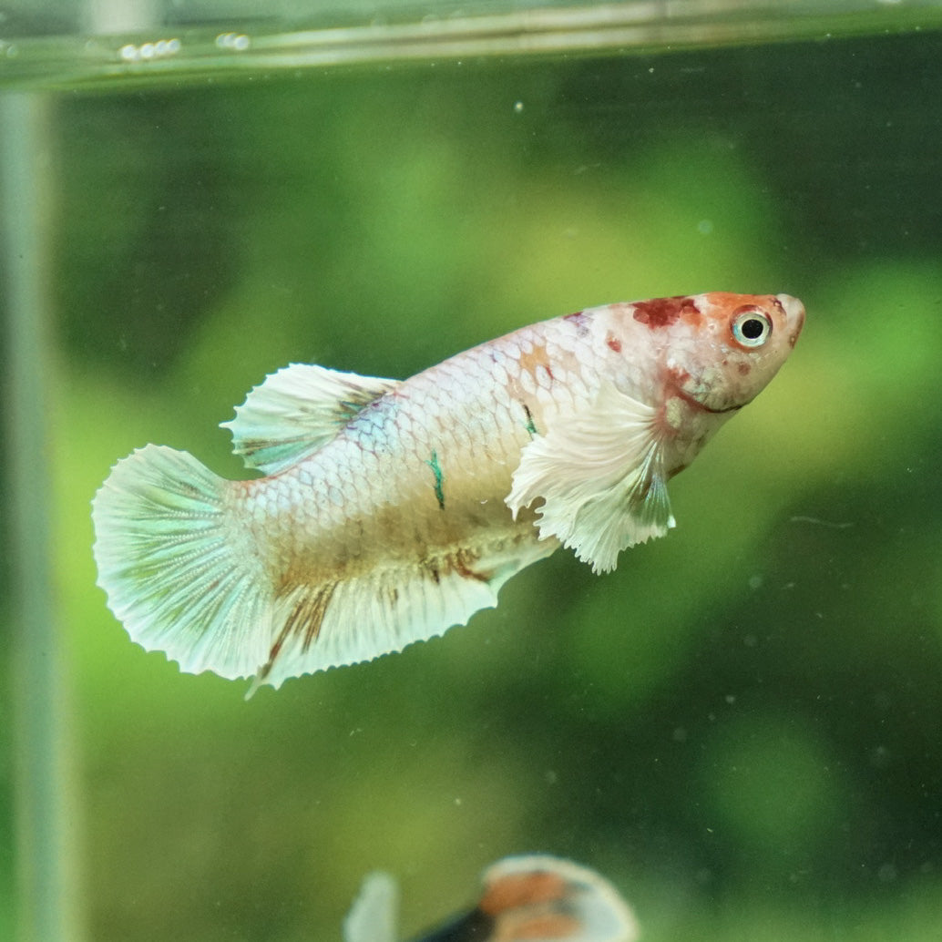 Candy Dumbo- Female – Betta Squad USA, LLC.