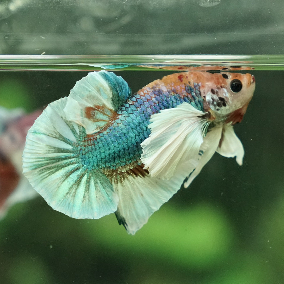 Dumbo Candy- 15 weeks Old – Betta Squad USA, LLC.