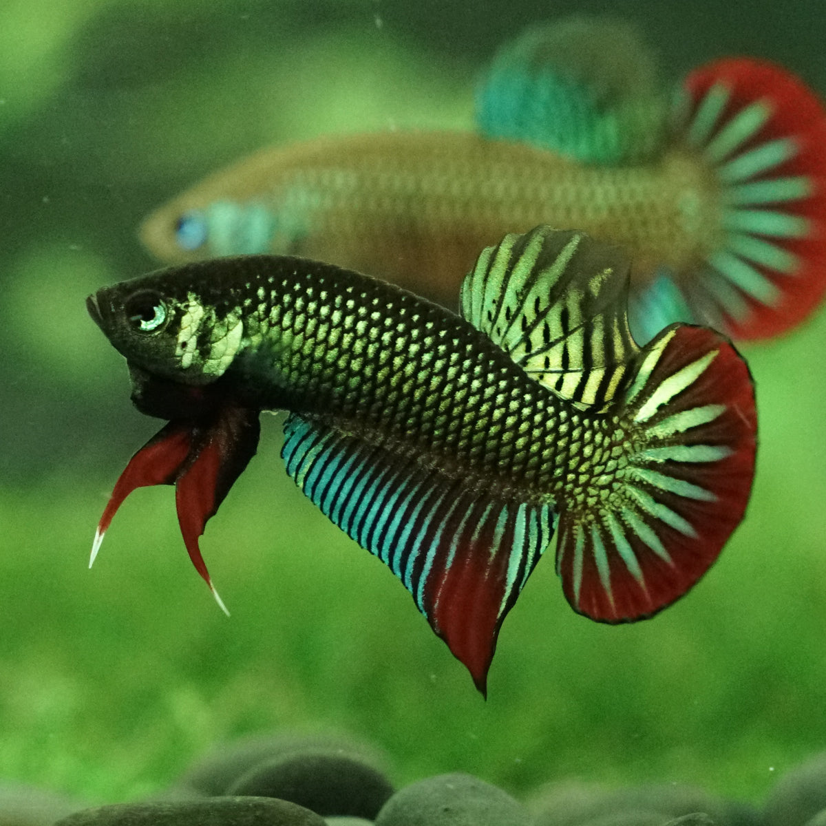Imbellis- Premium Quality - 14 weeks old – Betta Squad USA, LLC.