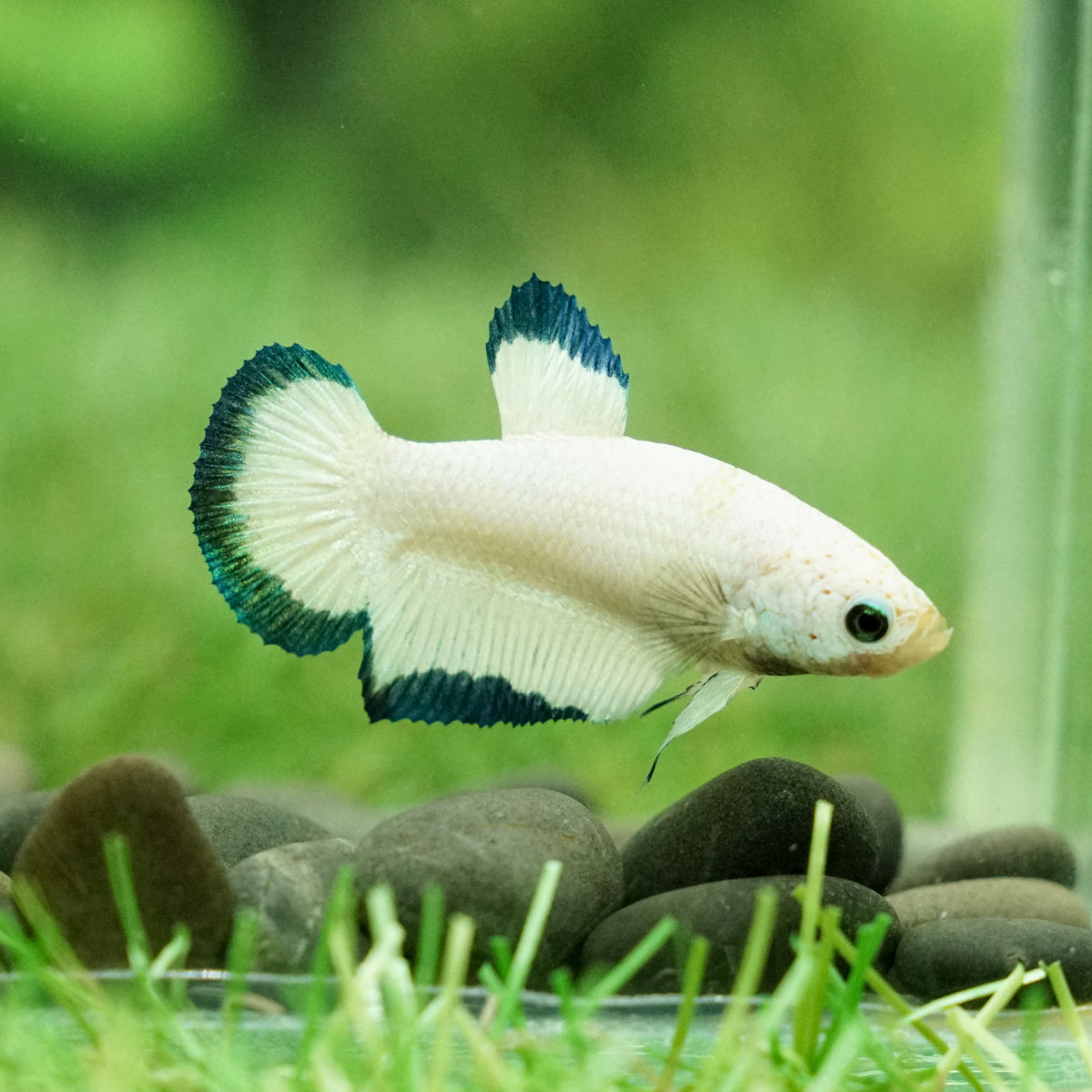 Blue Rim Plakat- Female – Betta Squad USA, LLC.