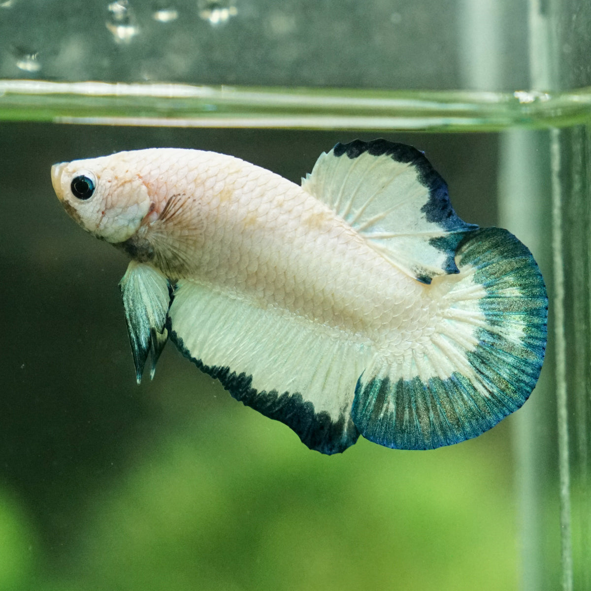 Blue Rim Marble Plakat - Premium Quality – Betta Squad USA, LLC.