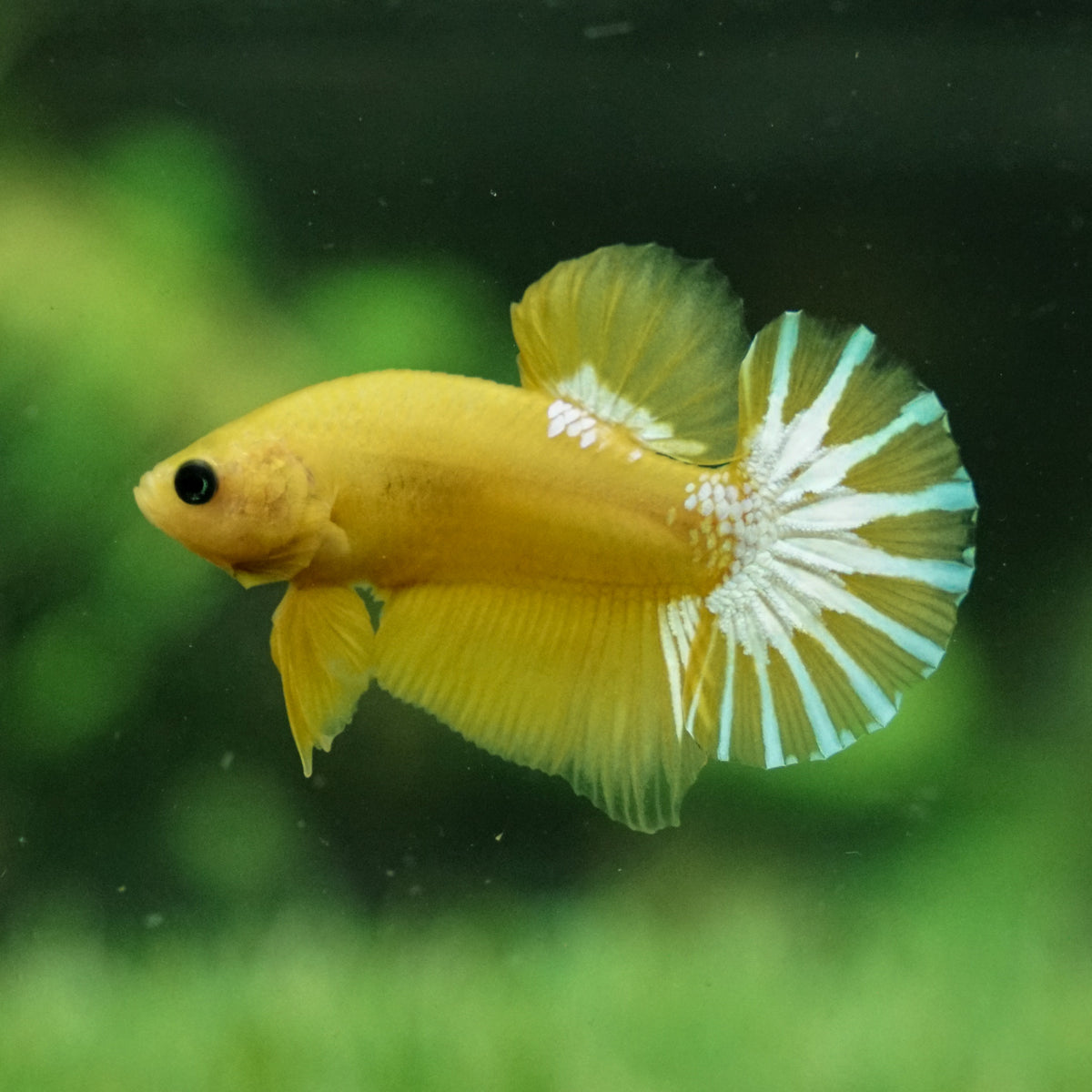 Yellow Hellboy Plakat - 11 weeks old – Betta Squad USA, LLC.
