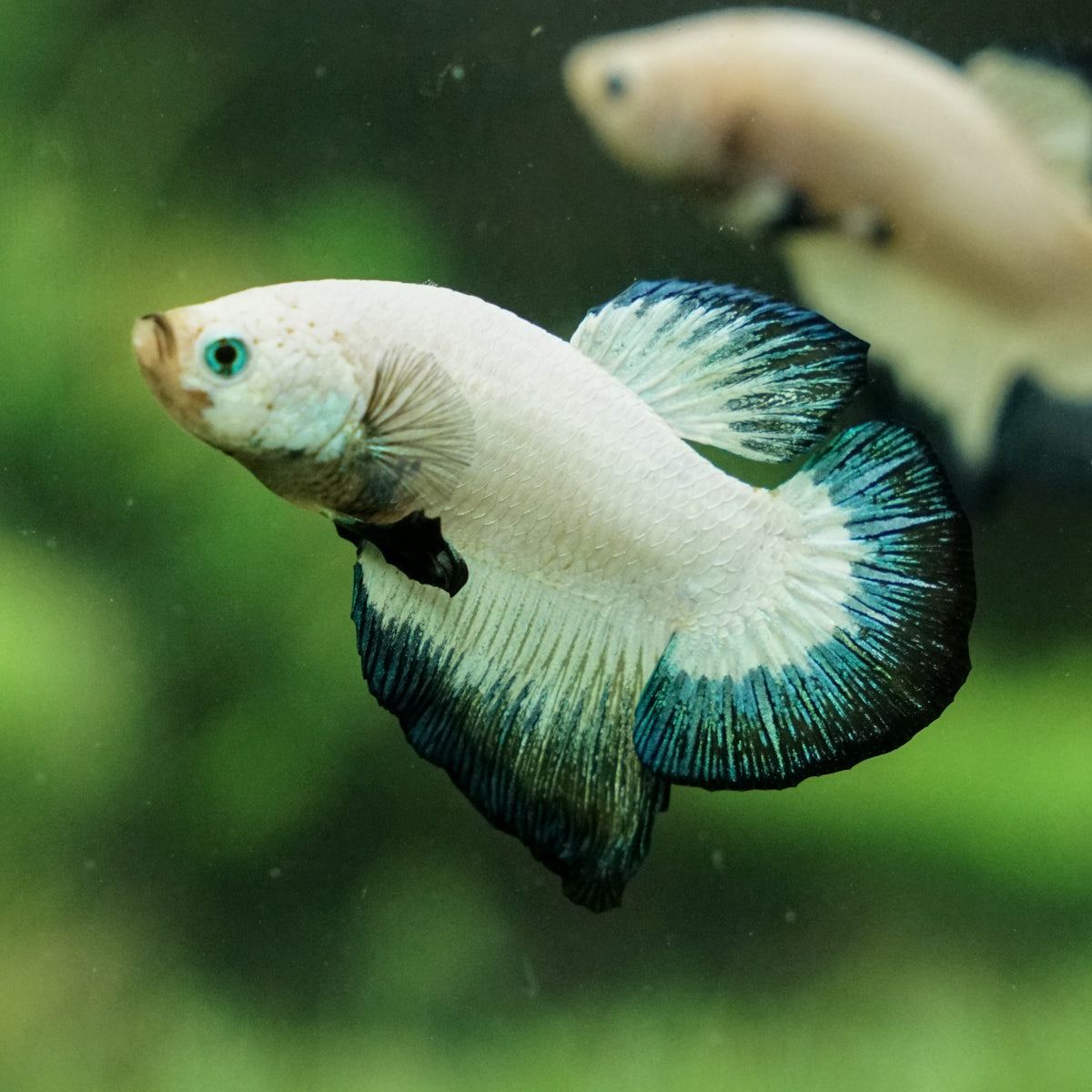 Blue Rim Marble Plakat - Premium Quality – Betta Squad USA, LLC.