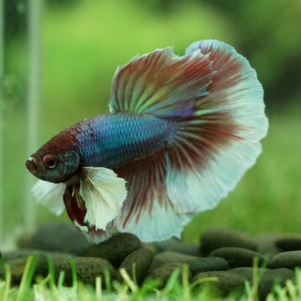 Halfmoon - 15 weeks old – Betta Squad USA, LLC.