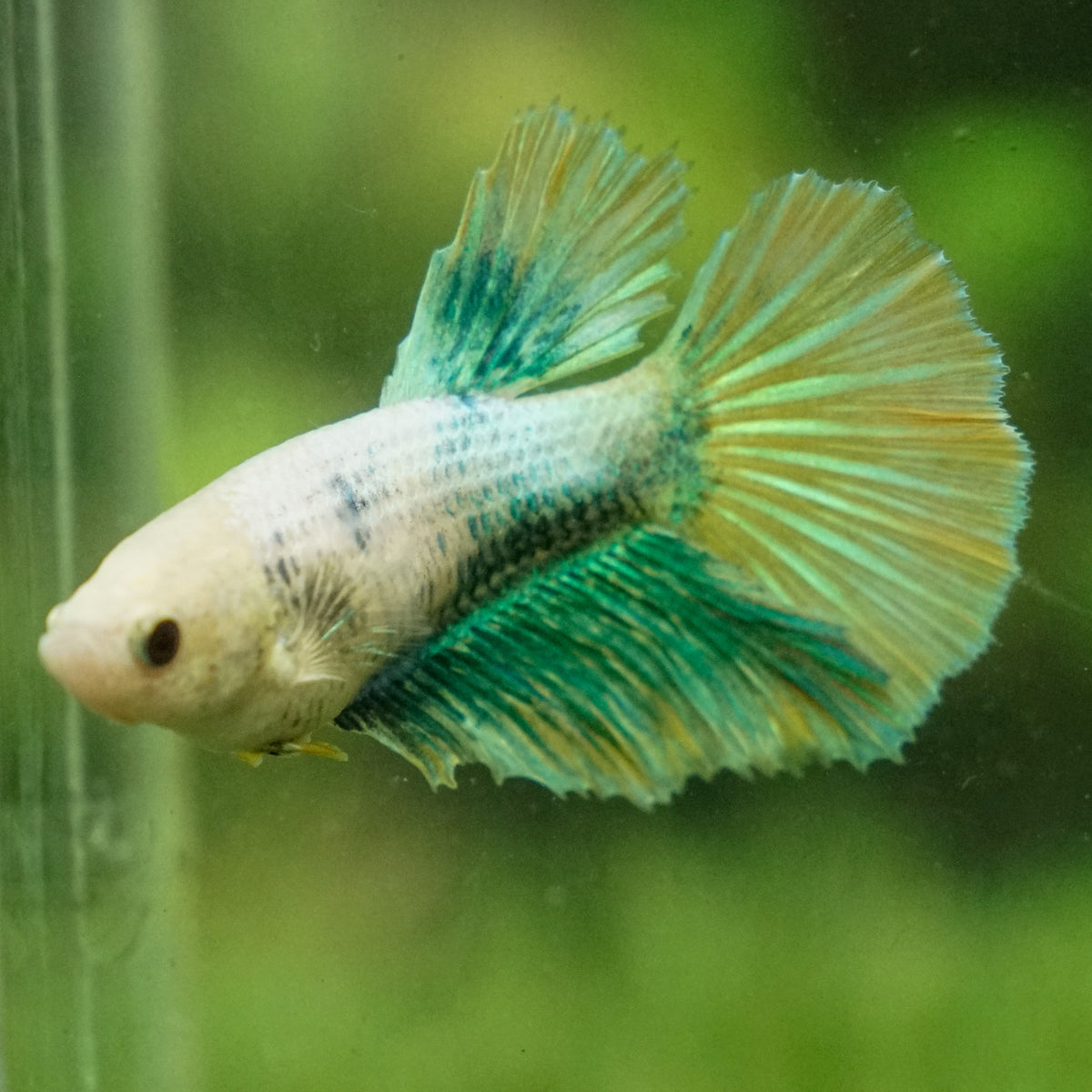 Halfmoon - Female – Betta Squad USA, LLC.