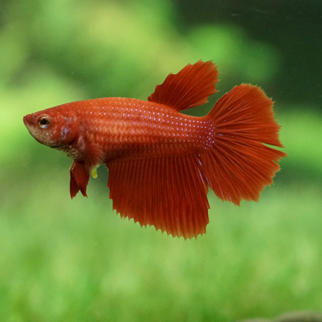 Halfmoon - Female – Betta Squad USA, LLC.