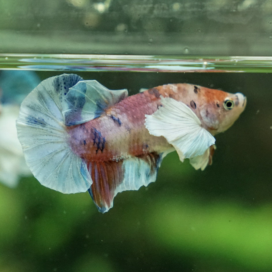 Dumbo Candy- 15 weeks Old – Betta Squad USA, LLC.