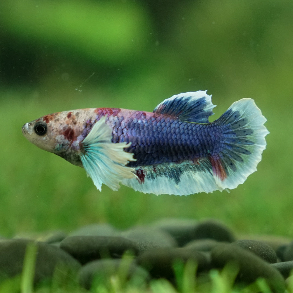 Candy Dumbo- Female – Betta Squad USA, LLC.
