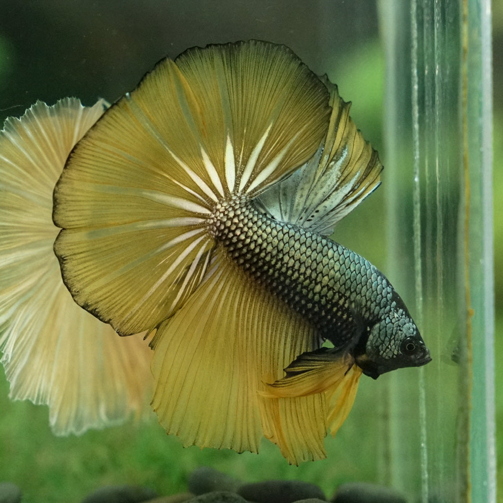 Halfmoon - 11 weeks old – Betta Squad USA, LLC.