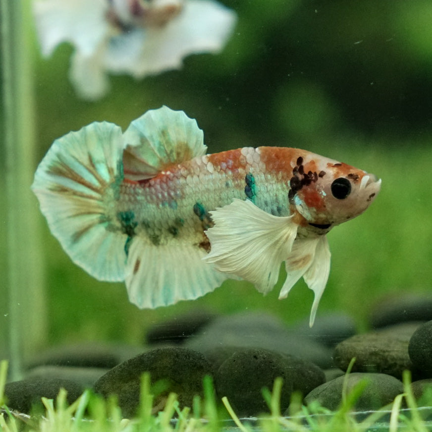 Dumbo Candy- 15 weeks Old – Betta Squad USA, LLC.
