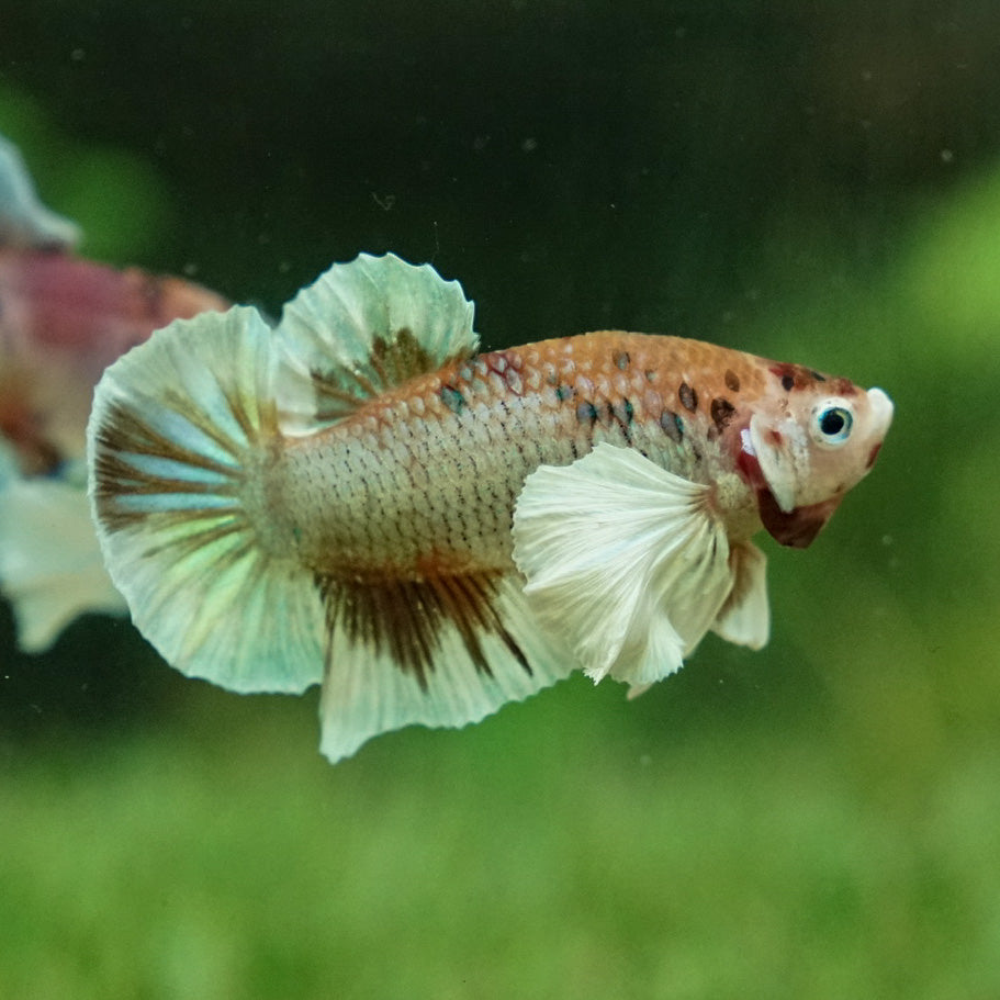 Dumbo Candy- 15 weeks Old – Betta Squad USA, LLC.
