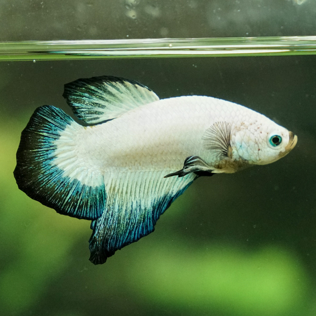 Blue Rim Marble Plakat - Premium Quality – Betta Squad USA, LLC.