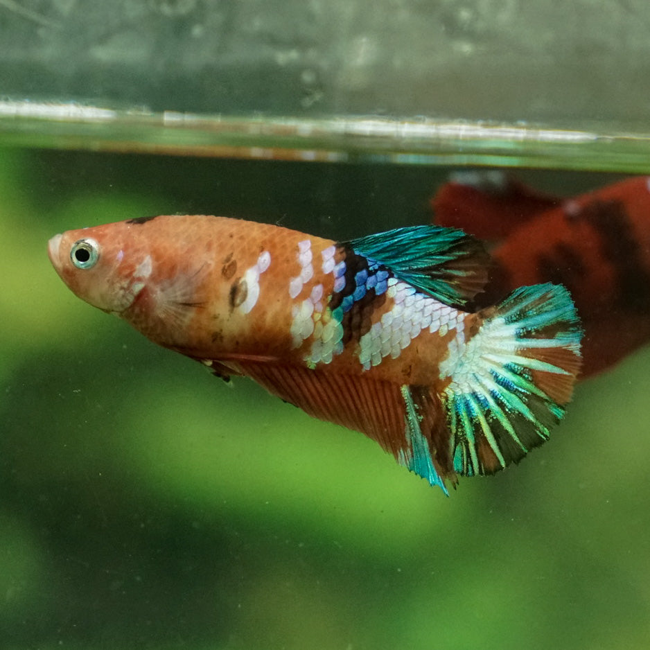 Multicolor/galaxy Koi Plakat- Female – Betta Squad USA, LLC.