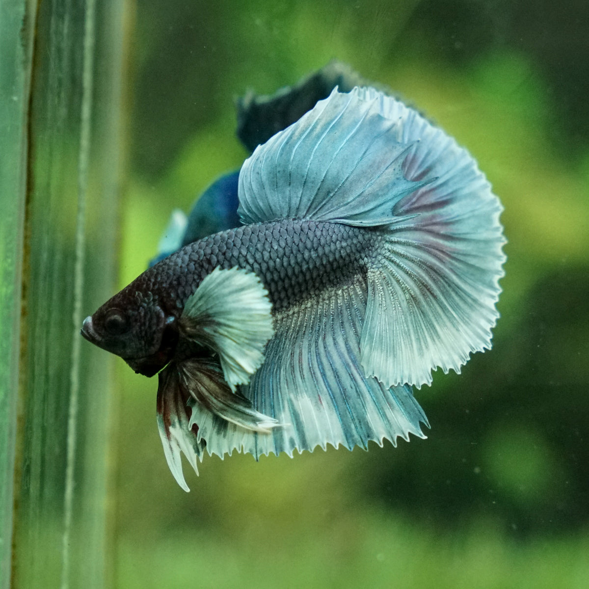 Dumbo Halfmoon - 11 weeks old – Betta Squad USA, LLC.