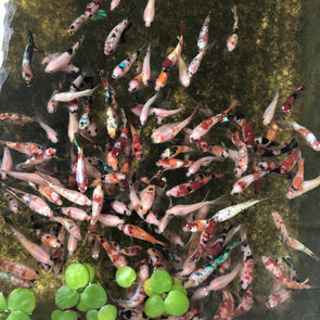 USA Betta Fish Shop – Betta Squad USA, LLC.