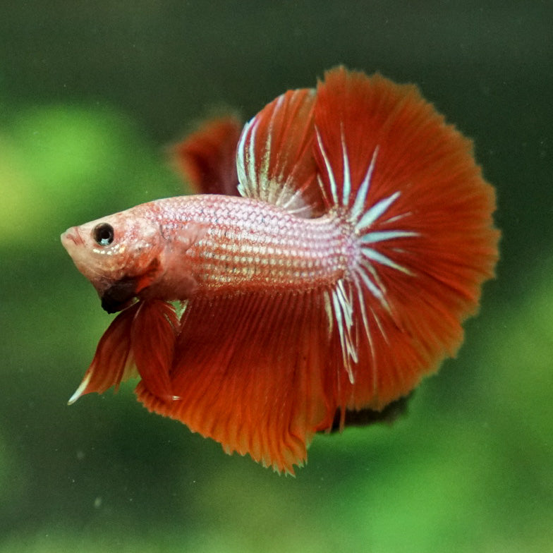 Halfmoon - 10 weeks old – Betta Squad USA, LLC.